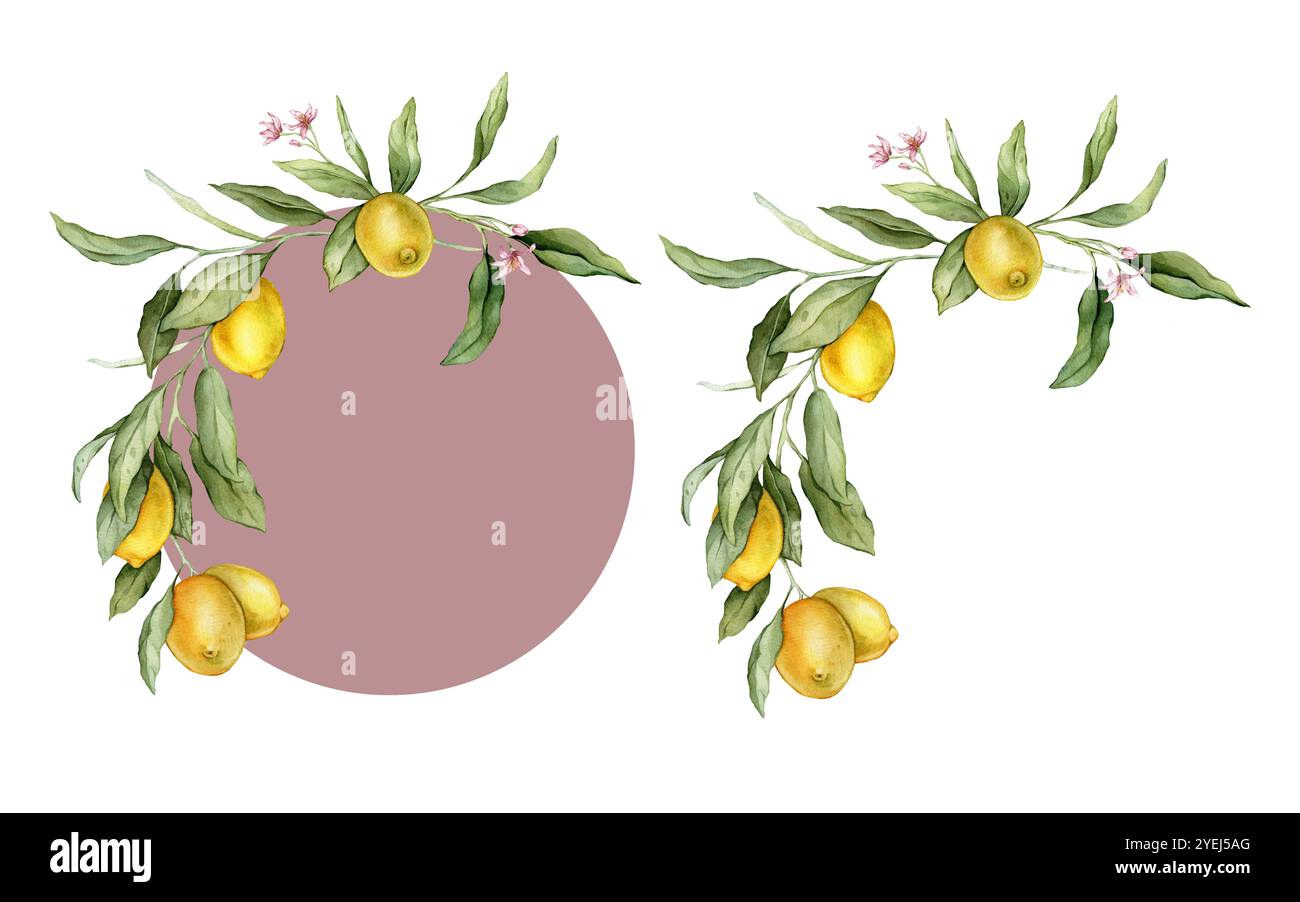 Lemon Fruits and pink flower round Frame. Hand drawn watercolor ...