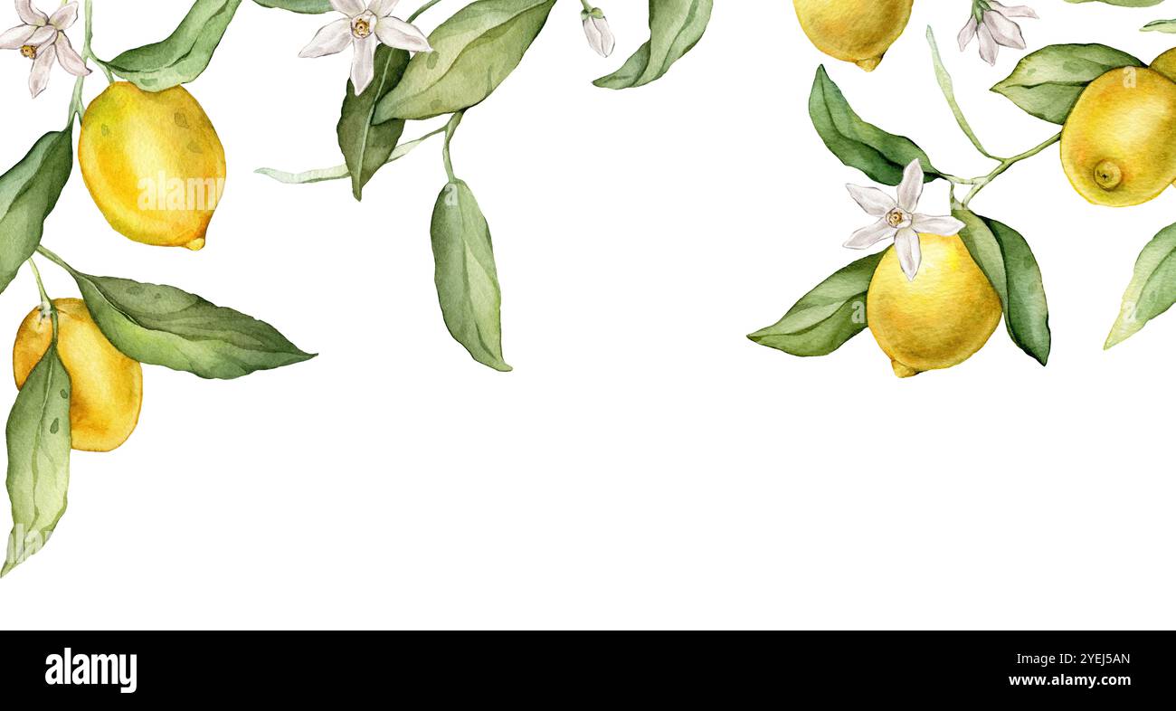 Lemon fruits and white flowers are a rectangular frame. A drawn manual ...
