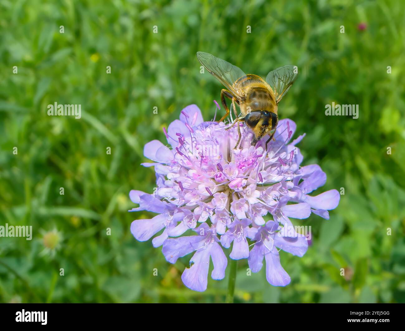 A dung bee (Eristalis tenax) sitting on a scabiosa flower. Taken in ...