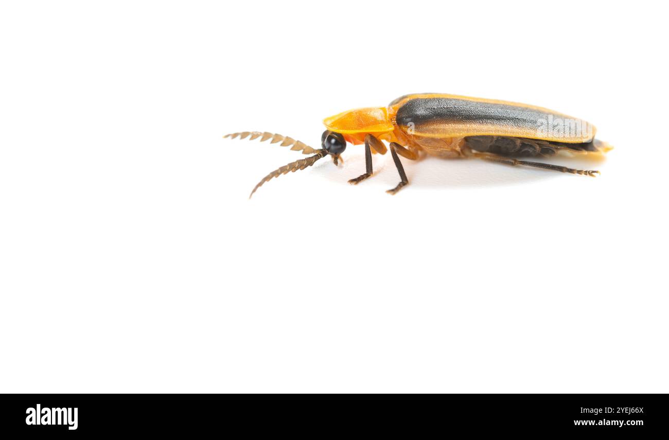 Firefly insect Cut Out Stock Images & Pictures - Alamy