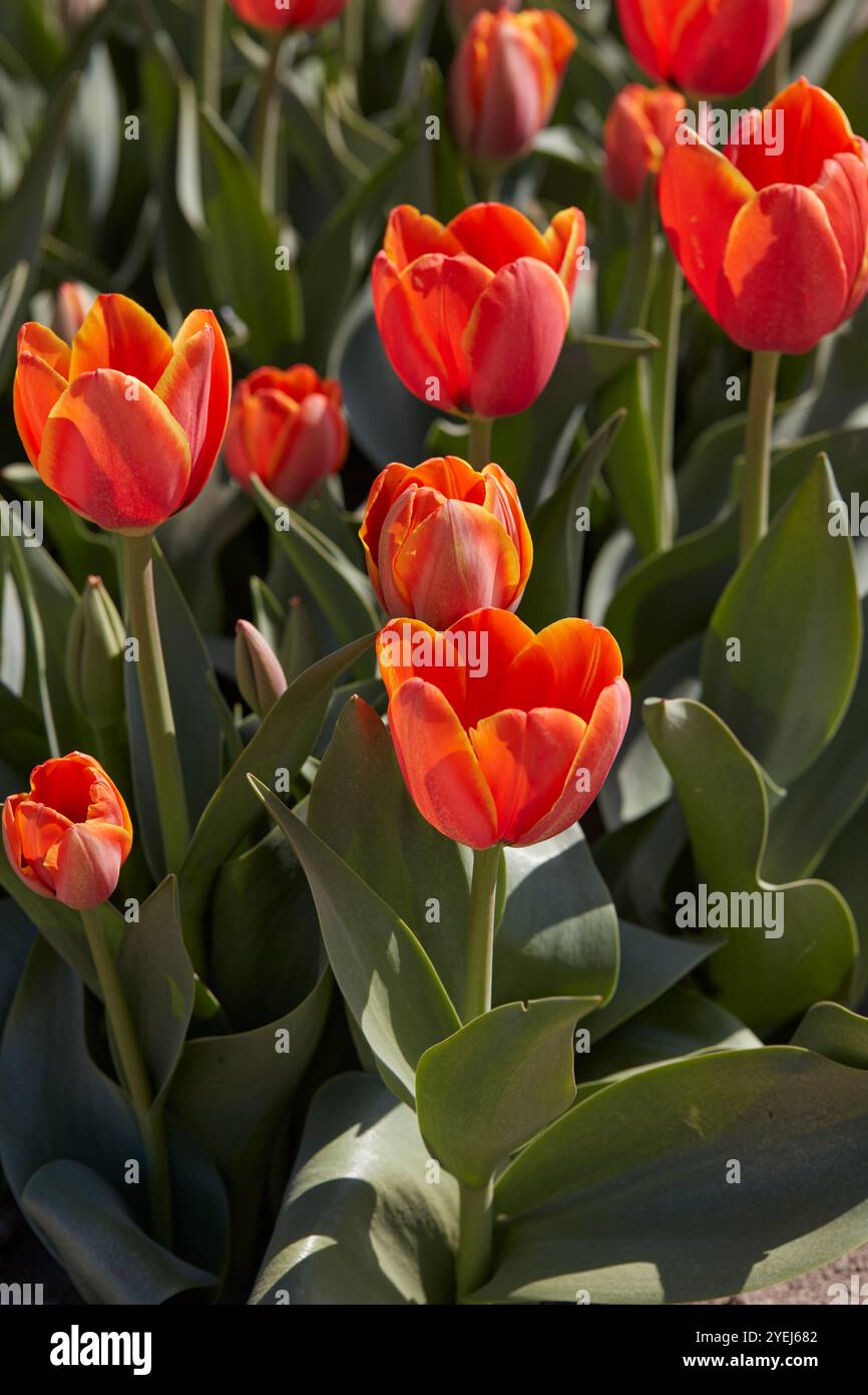 Tulip World's Favourite flowers in orange color in spring sunlight ...