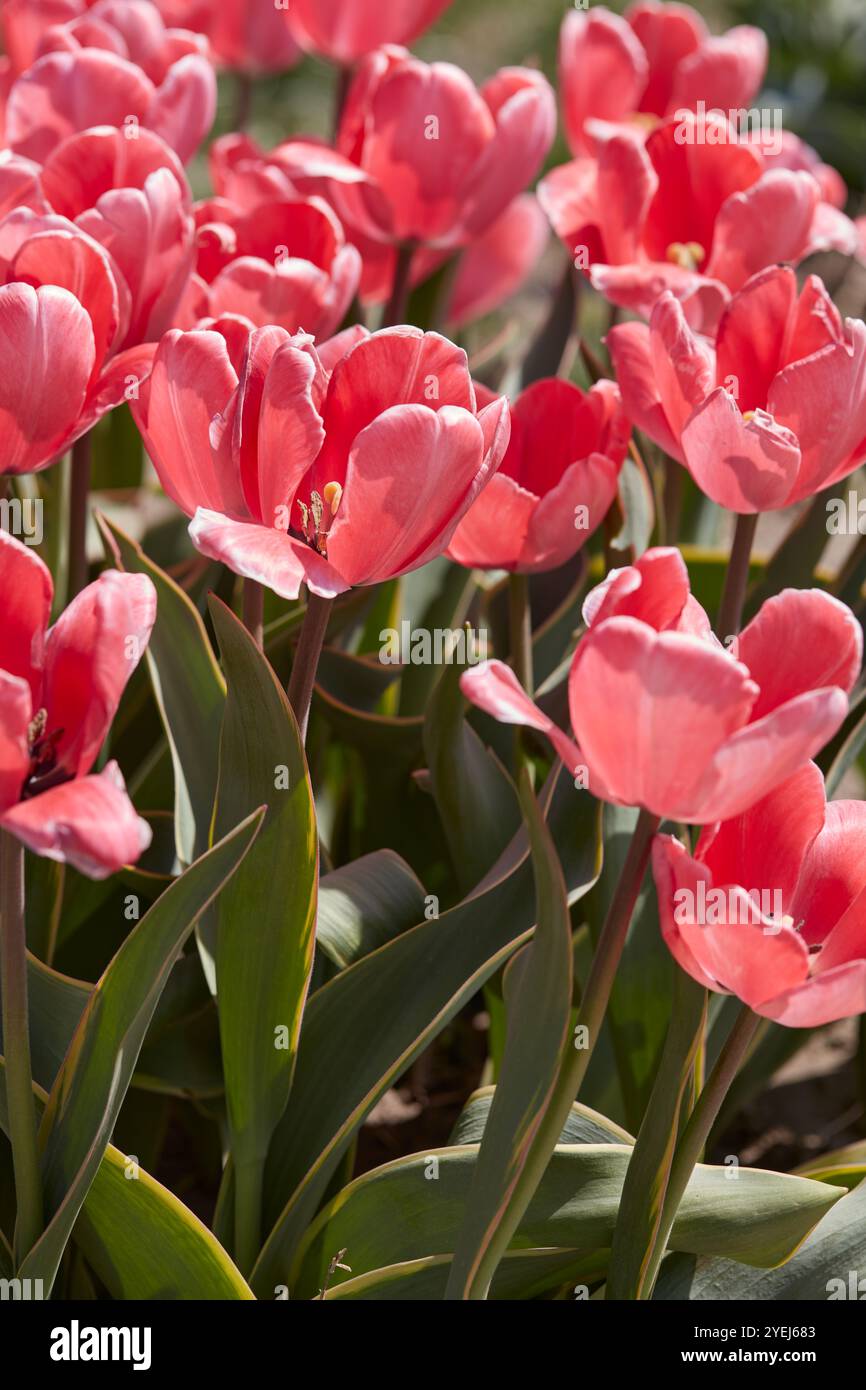 Tulip garden design hi-res stock photography and images - Alamy