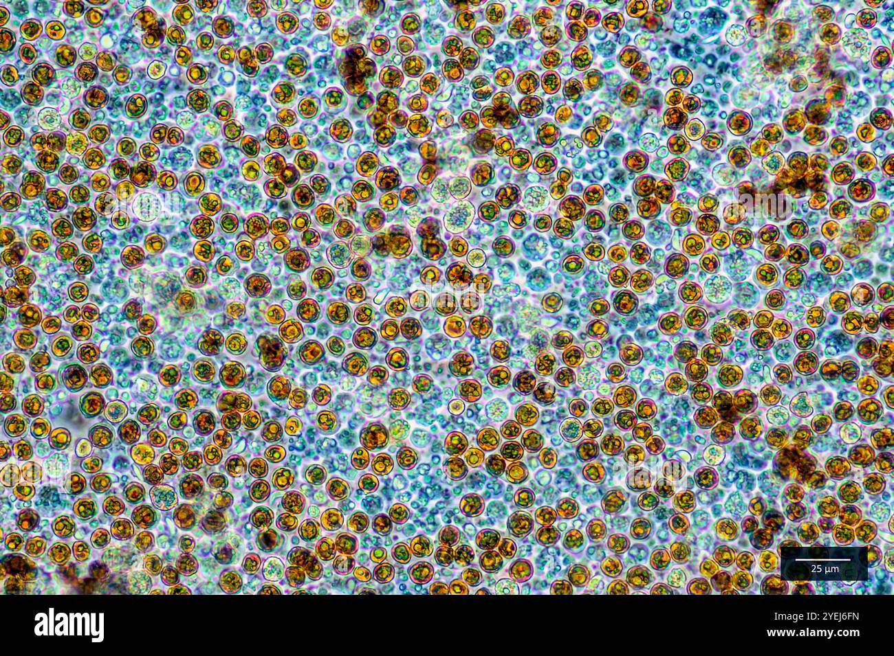 Symbiotic algae (zooxanthellae, Cladocopium sp.) extracted from the ...