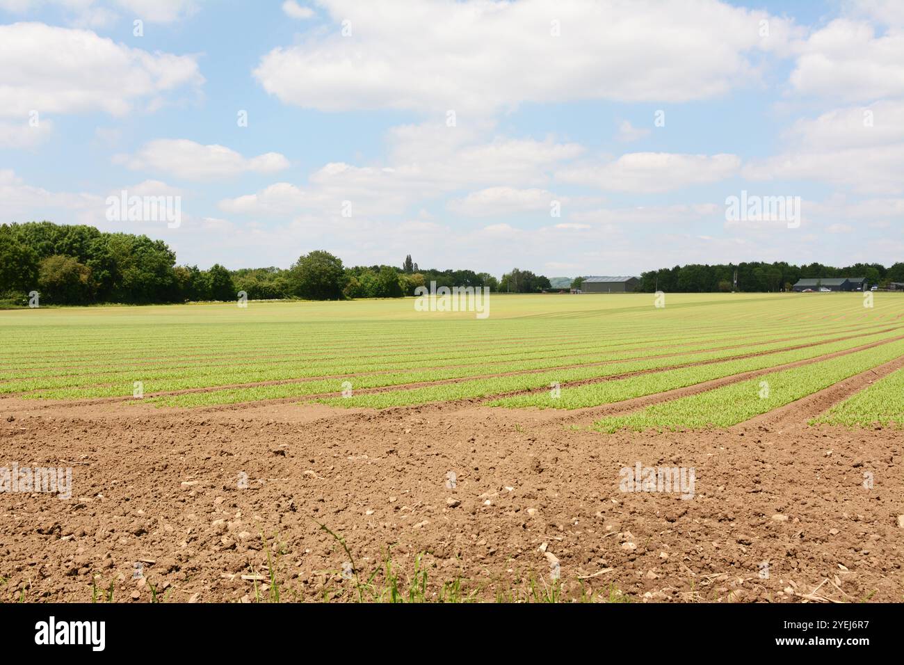 Farm field planted with a young green crop in Golden Green, England ...