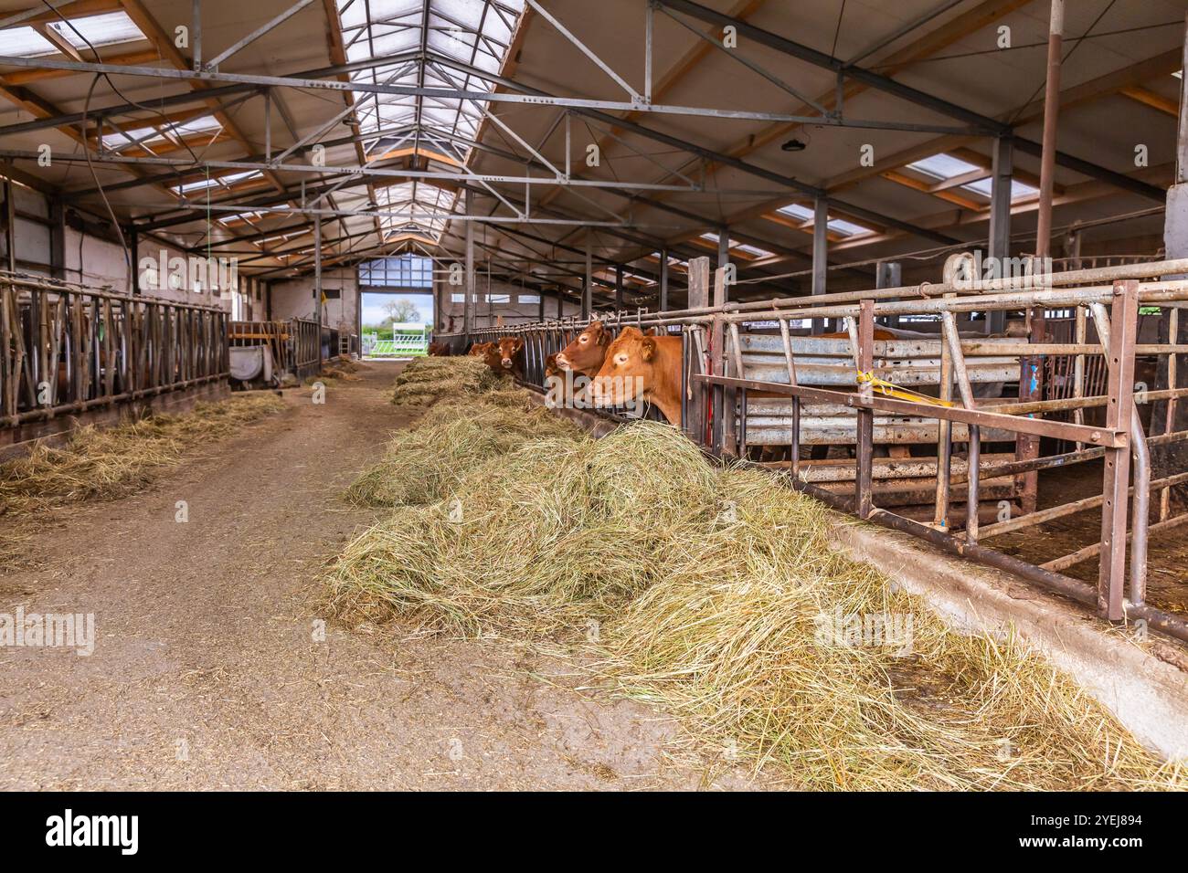 Barn stall hi-res stock photography and images - Alamy