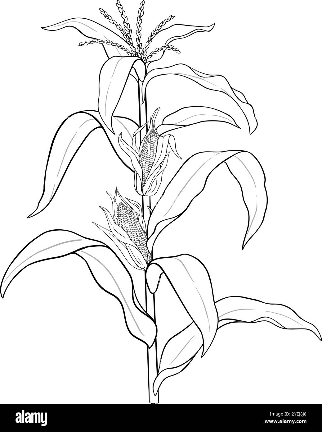 Corn Plant Isolated Outline Illustration Stock Vector Image & Art - Alamy