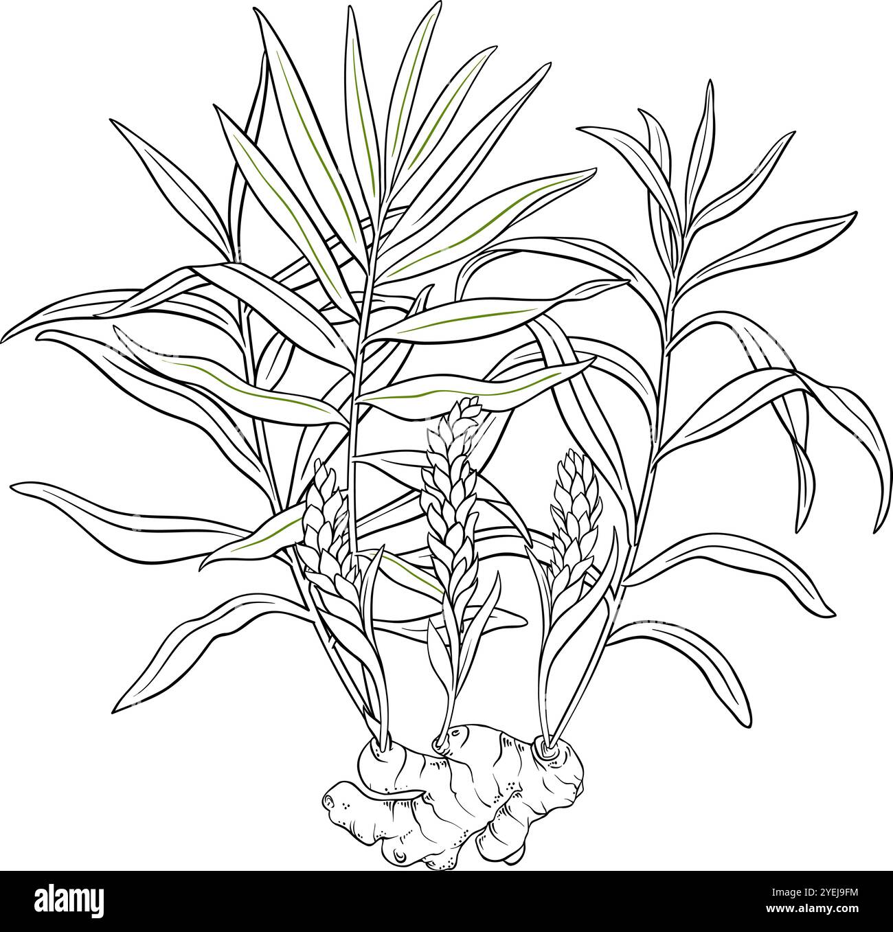Ginger Plant Isolated Outline Illustration Stock Vector Image & Art - Alamy