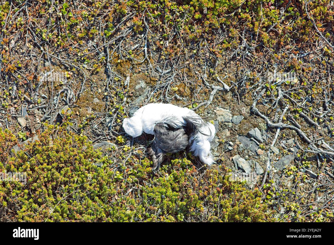 Dead seagull on the ground Stock Photo - Alamy