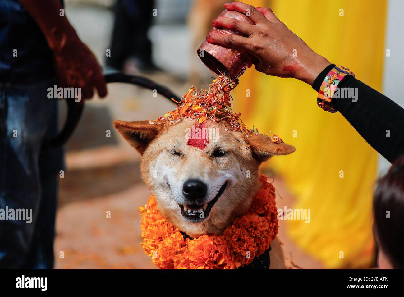 Yama dogs hi-res stock photography and images - Alamy
