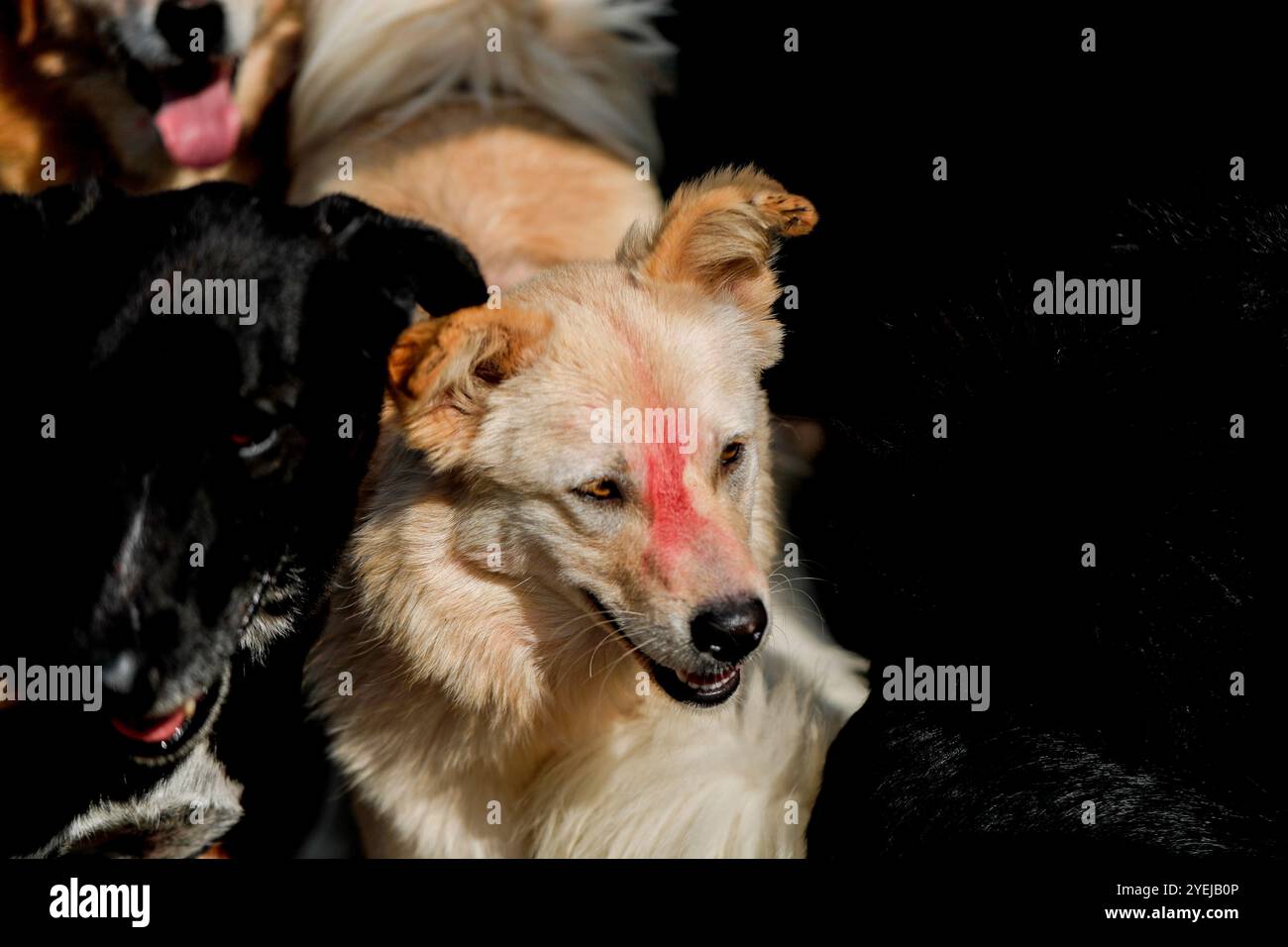 Yama dogs hi-res stock photography and images - Alamy