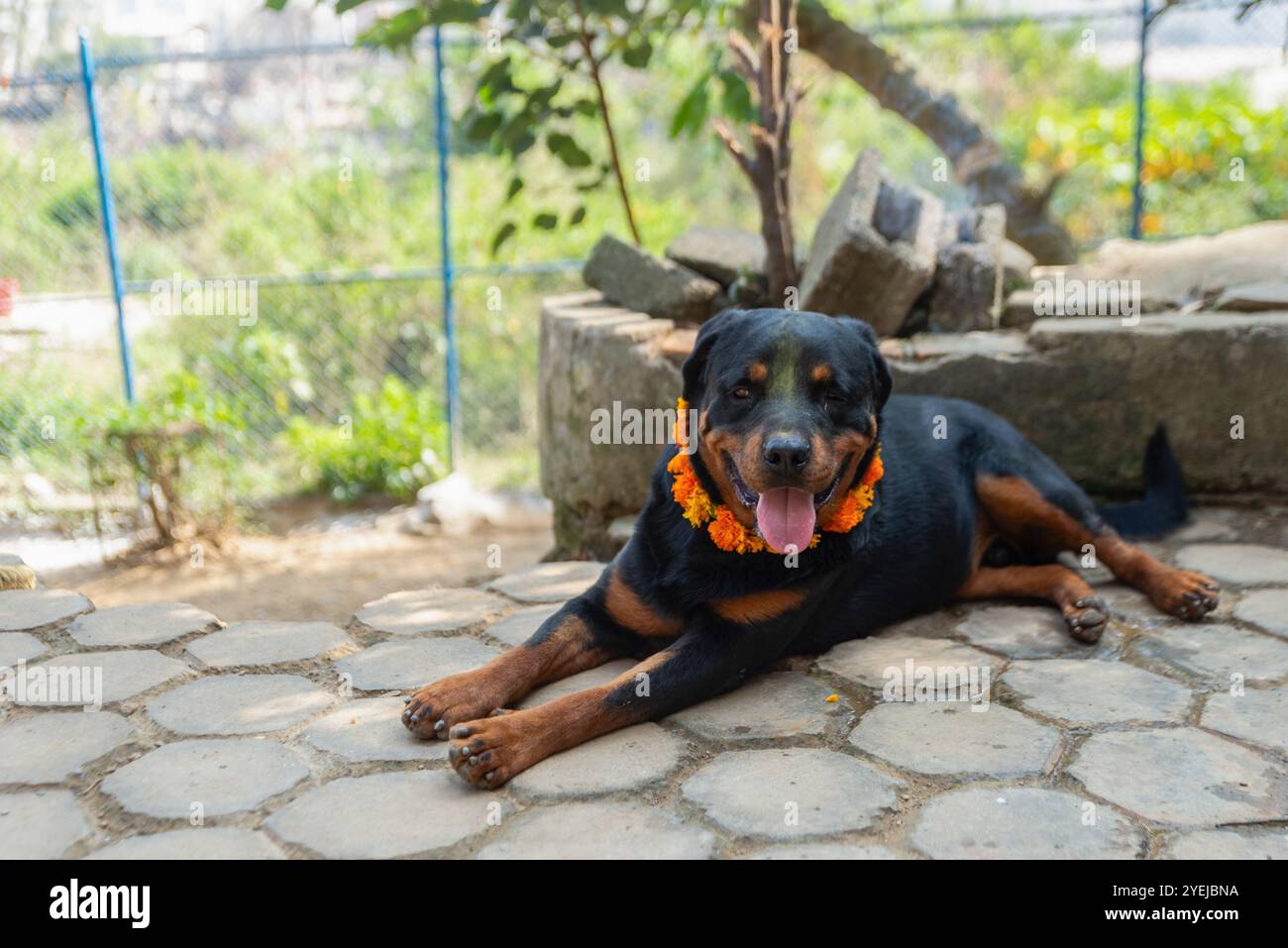 A dog with a garland around its neck during the Kukkur Tihar festival ...