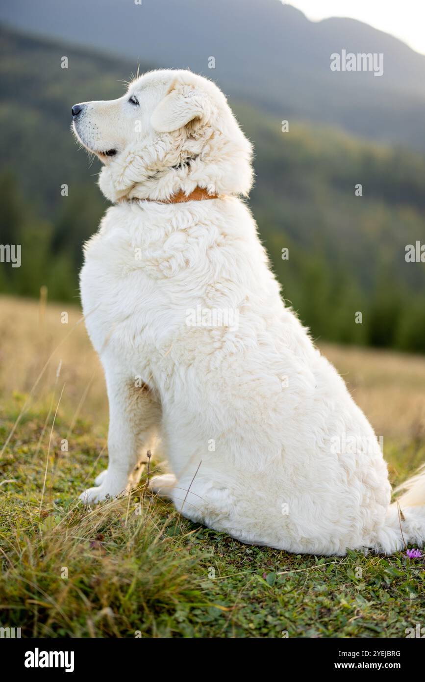 Maremma italian sheepdog hi-res stock photography and images - Alamy