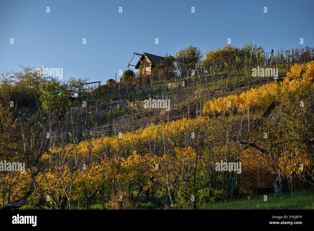 Vineyard on a slope hi-res stock photography and images - Alamy