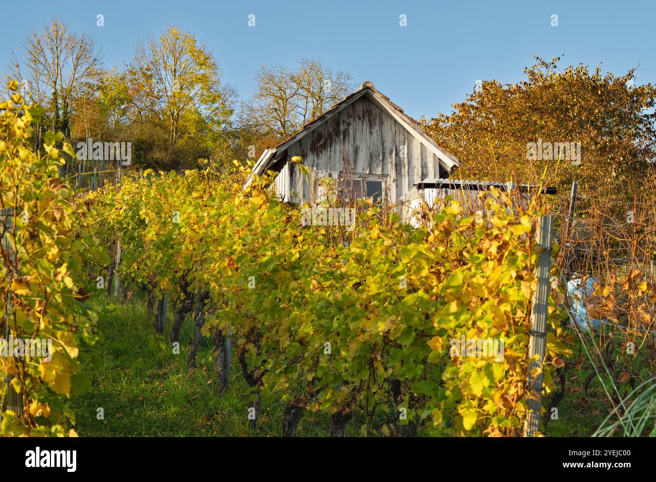 Old vineyard in autumn hi-res stock photography and images - Alamy