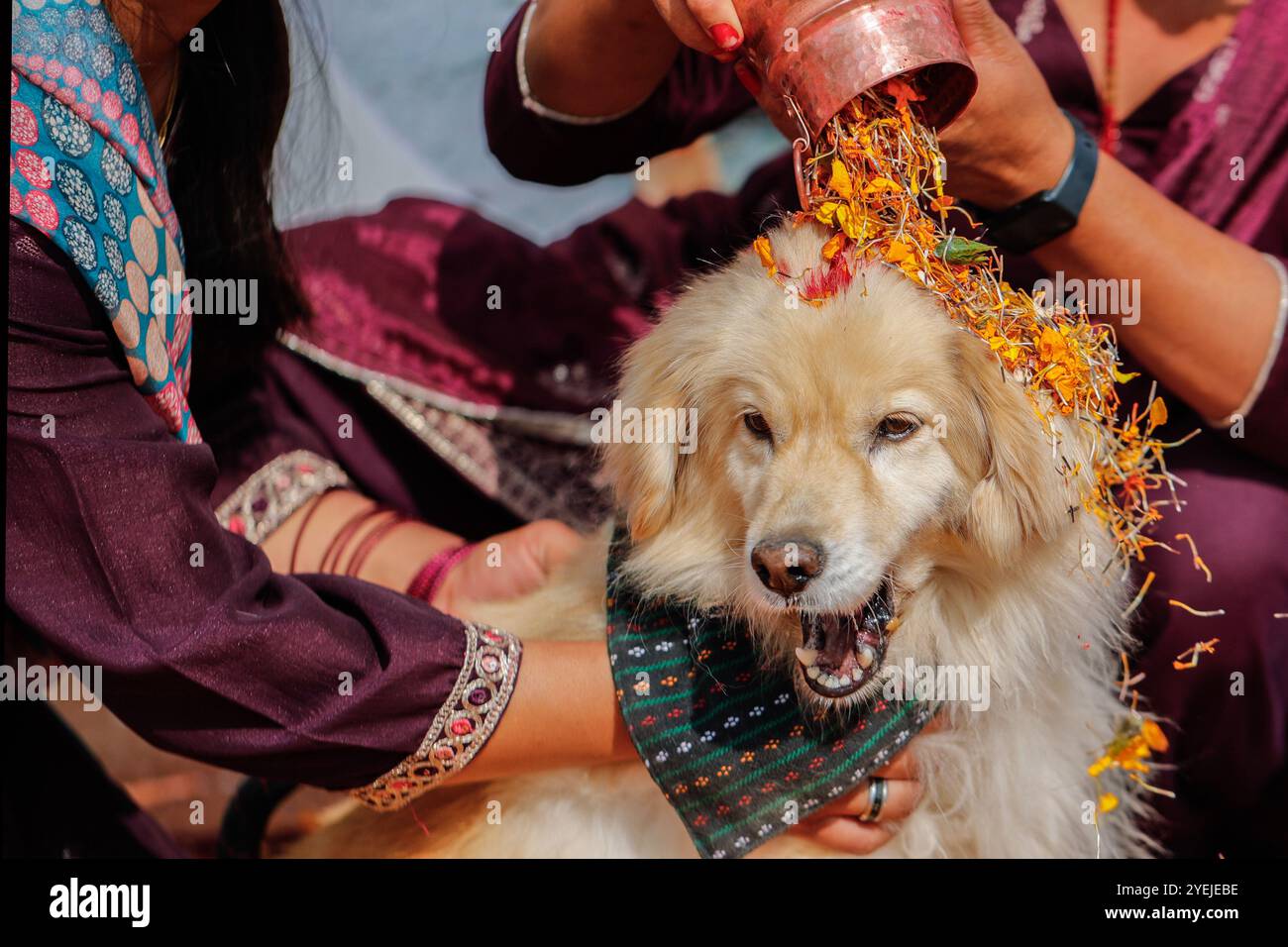 Yama dogs hi-res stock photography and images - Alamy