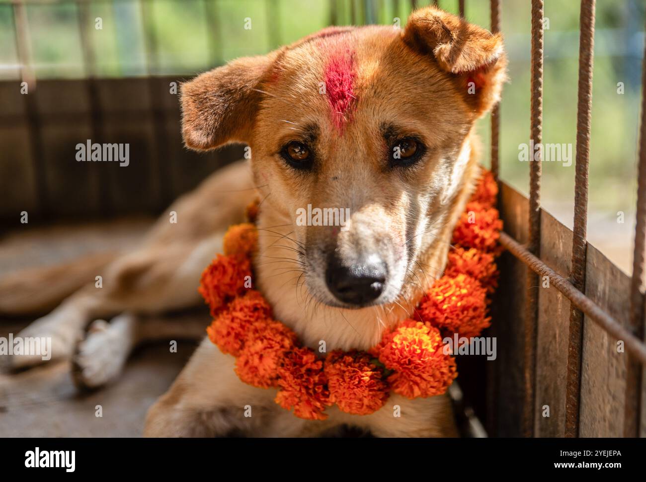 Kathmandu, Nepal. 31st Oct, 2024. A dog is seen with vermilion and a ...