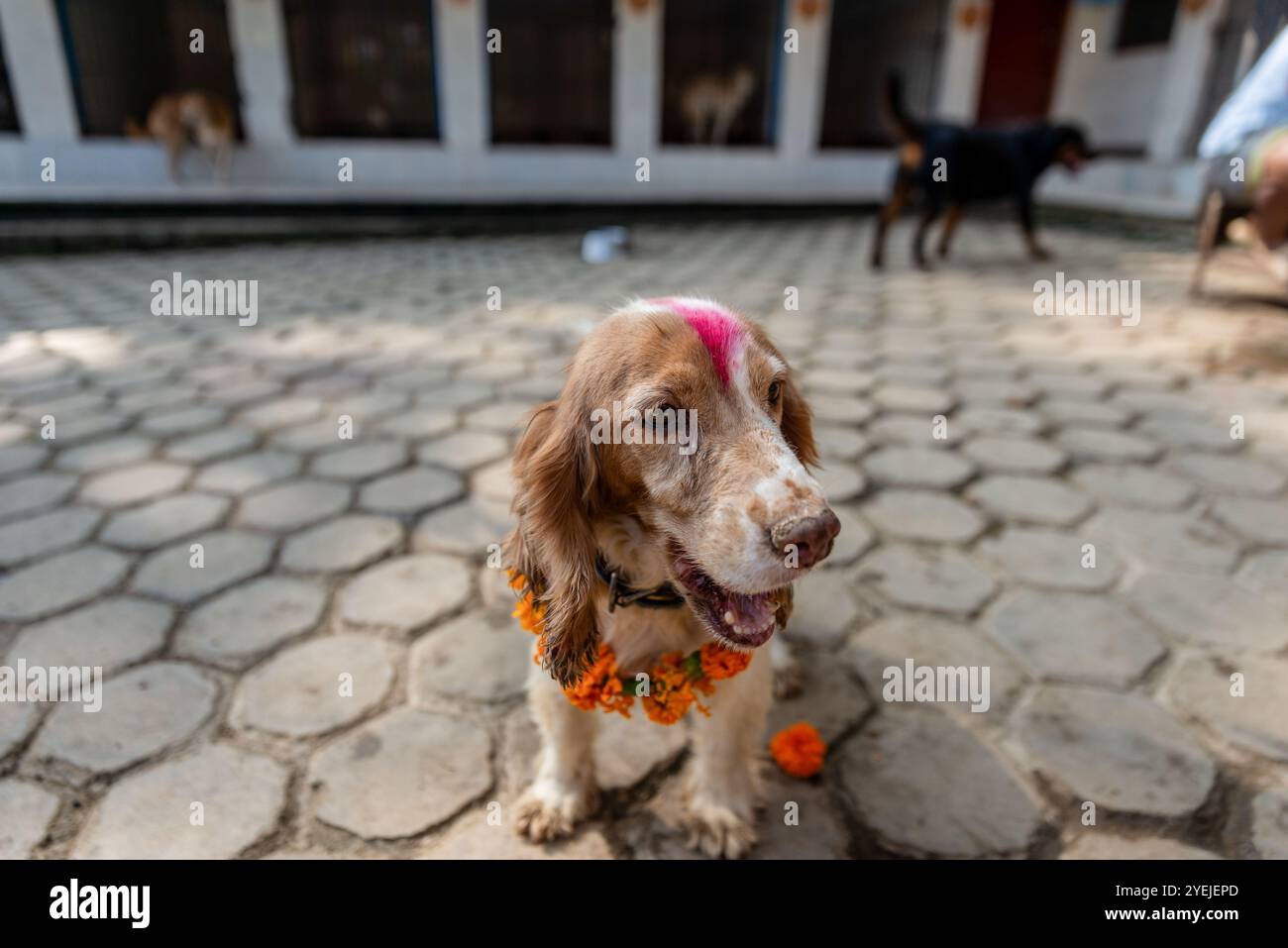 Kathmandu, Nepal. 31st Oct, 2024. A dog is seen with vermilion and a ...