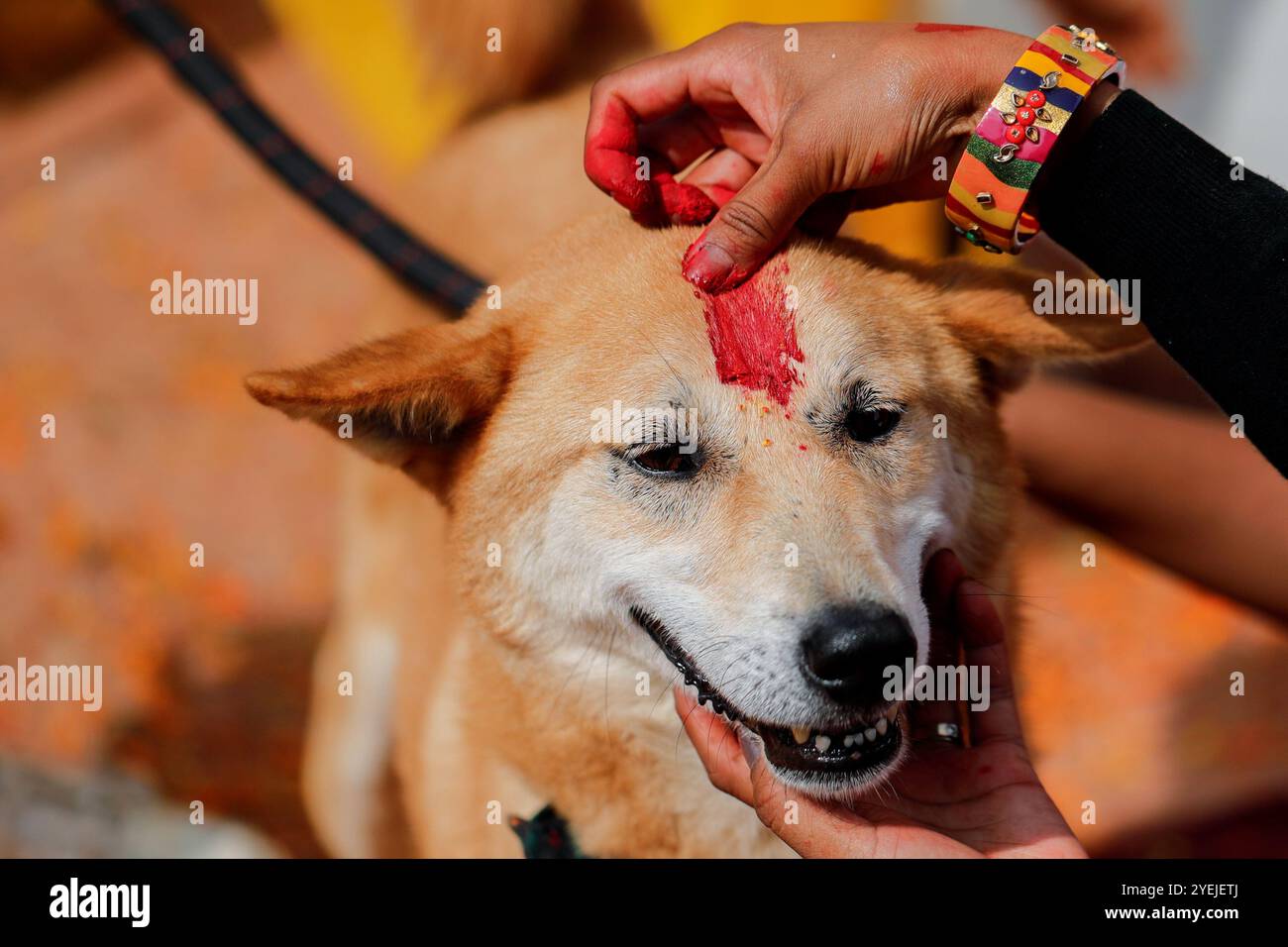 Yama dogs hi-res stock photography and images - Alamy