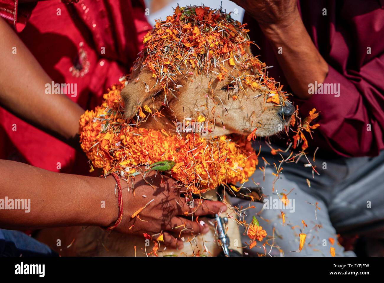 Yama dogs hi-res stock photography and images - Alamy