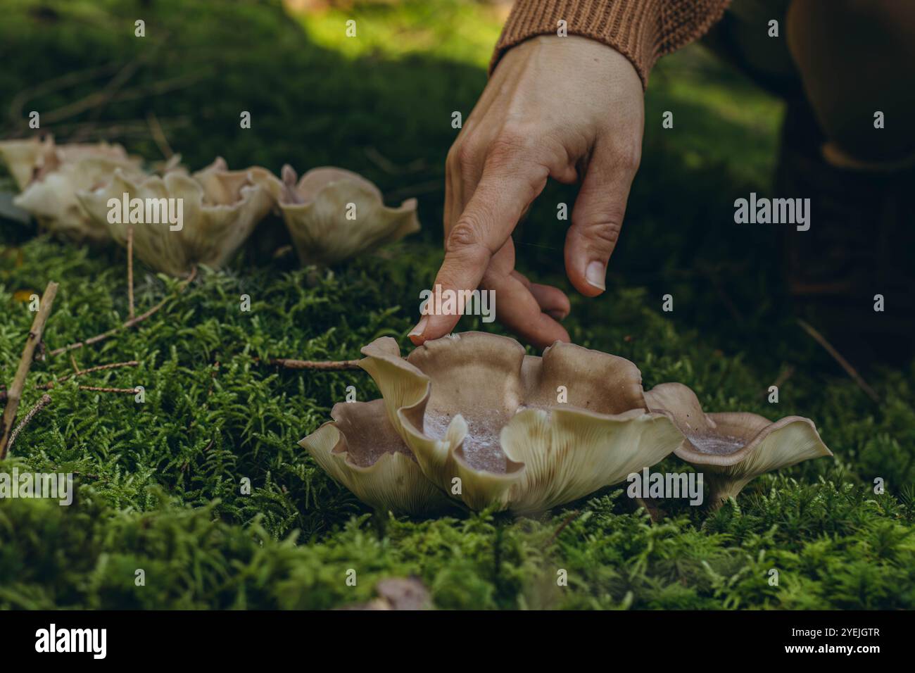 Mycelium packaging hi-res stock photography and images - Alamy