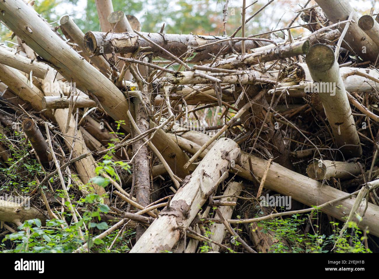 Piled remains of felled trees in an autumn forest. Concept of ...