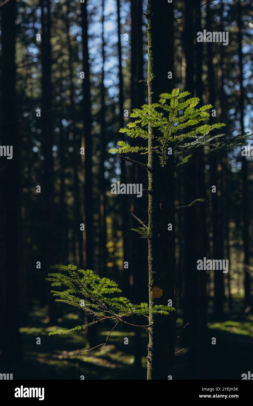 Spruce Tree Forest, Sunbeams through Fog illuminating Moss and Fern ...