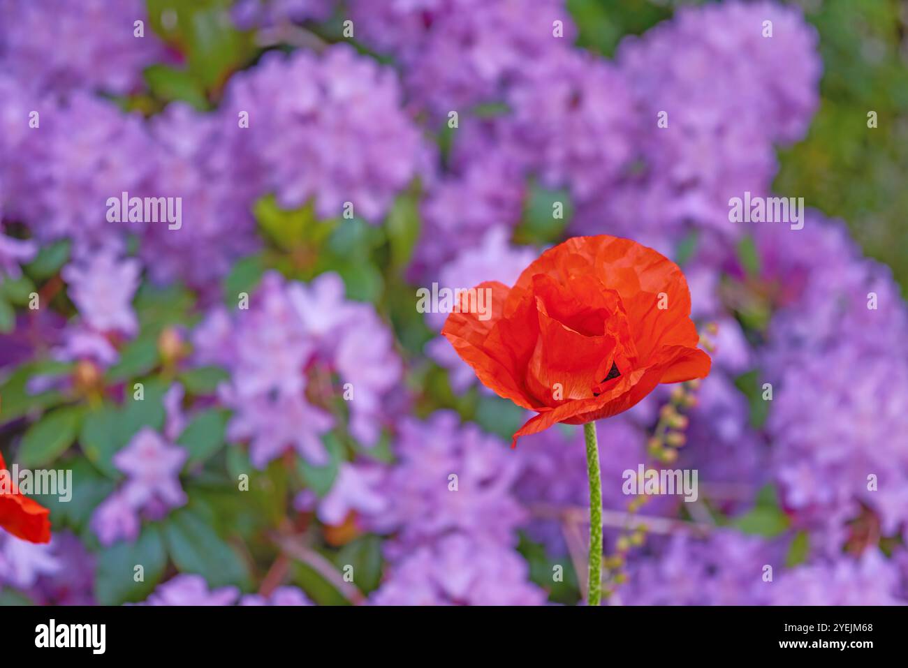 Poppy, flowers and garden growth outdoor with environment, sustainable ...