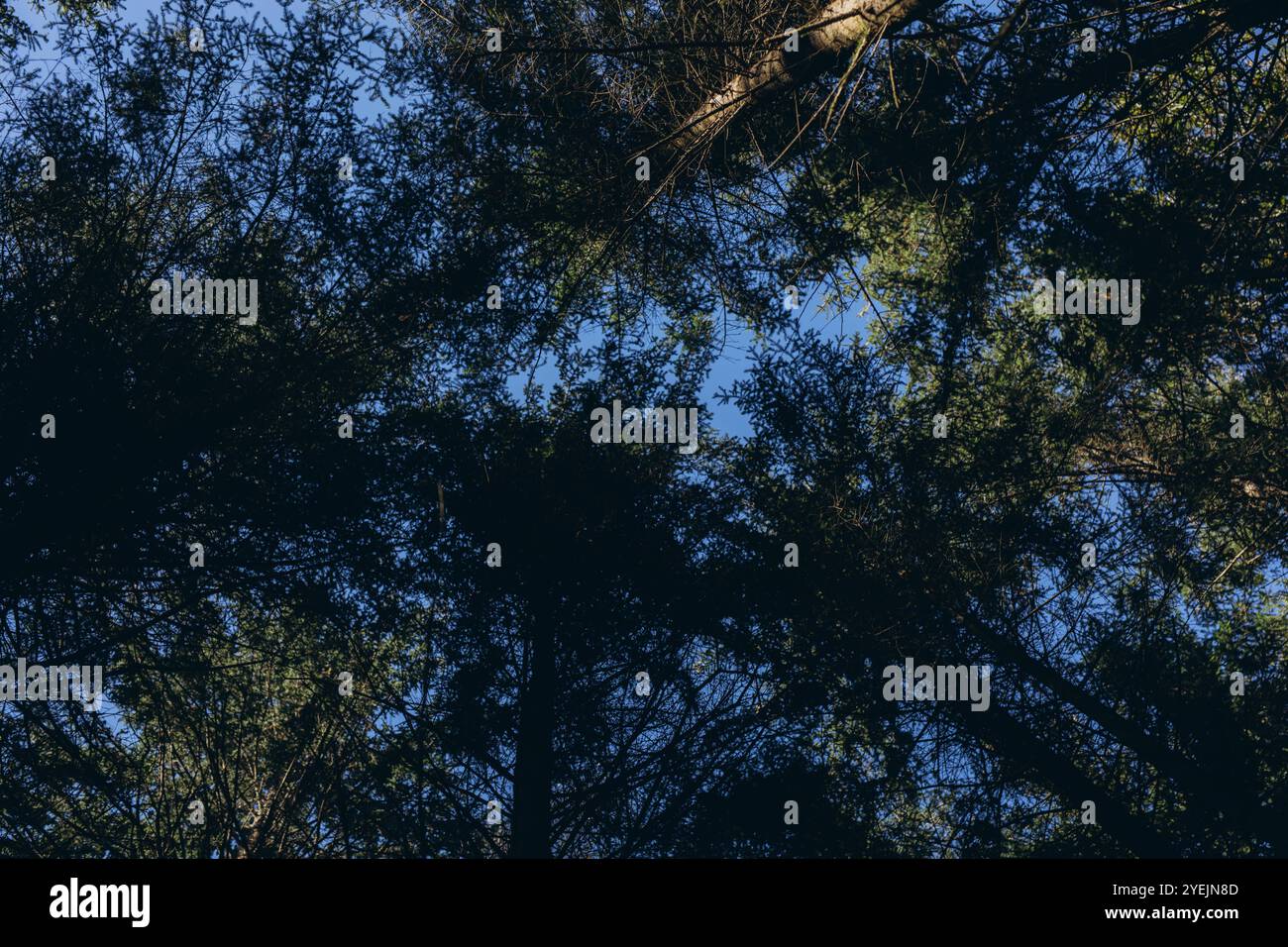 View from below, sky visible through tall trees in the forest Stock ...