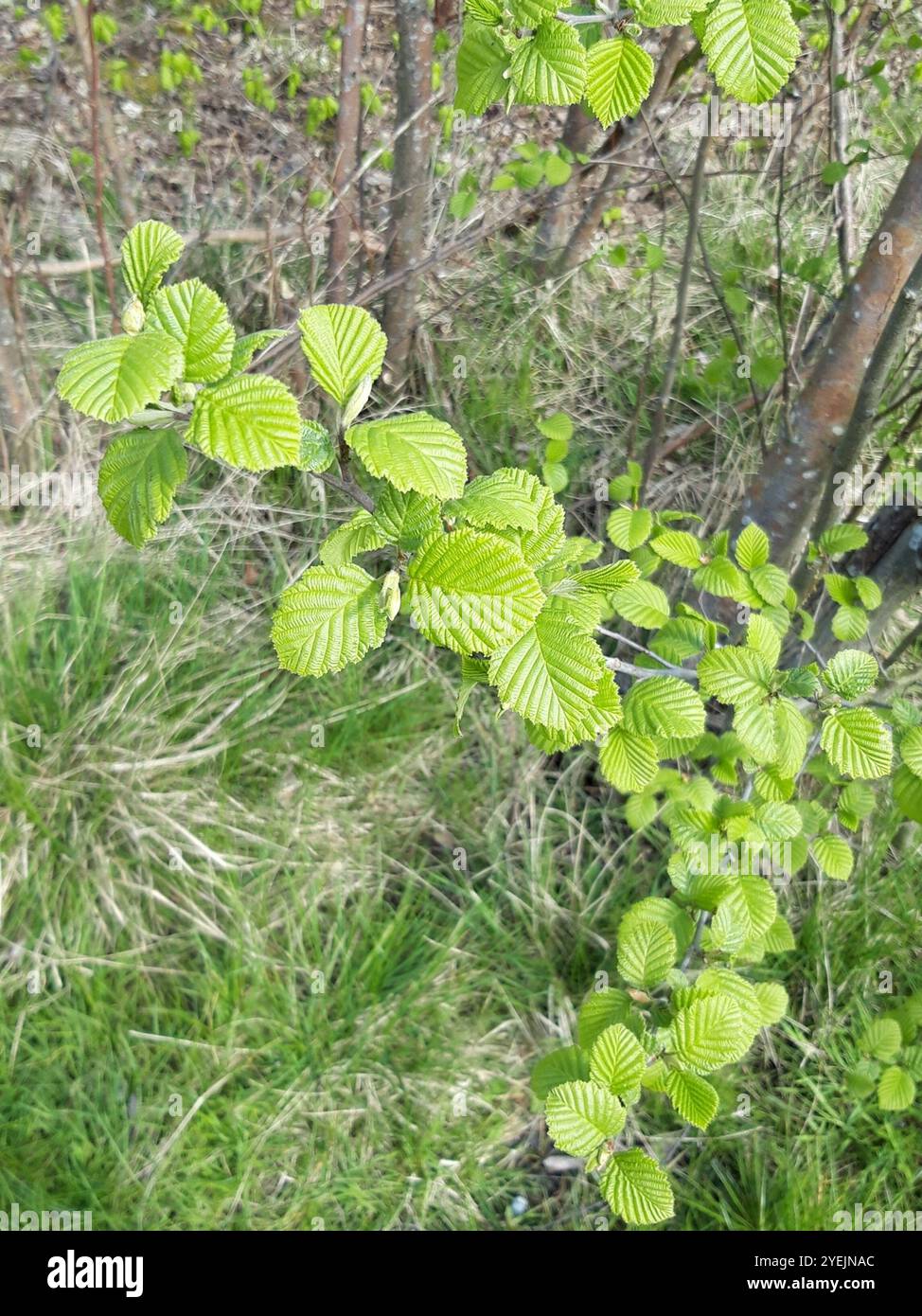 common alder (Alnus glutinosa Stock Photo - Alamy