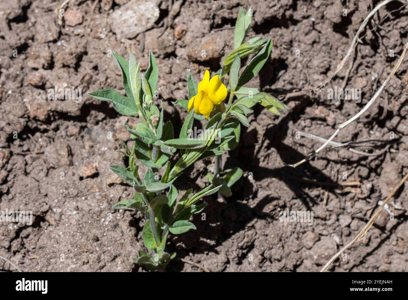 Goldenbean hi-res stock photography and images - Alamy