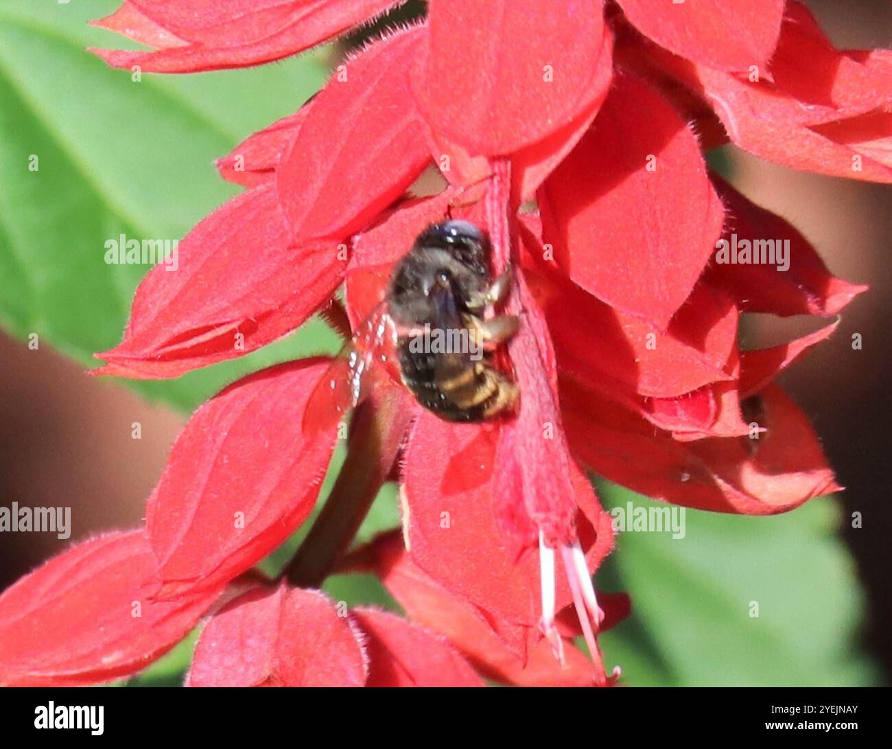 Tabaniformis hi-res stock photography and images - Alamy