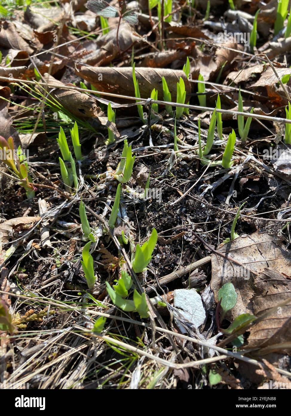 Dwarf Lake Iris (Iris lacustris Stock Photo - Alamy