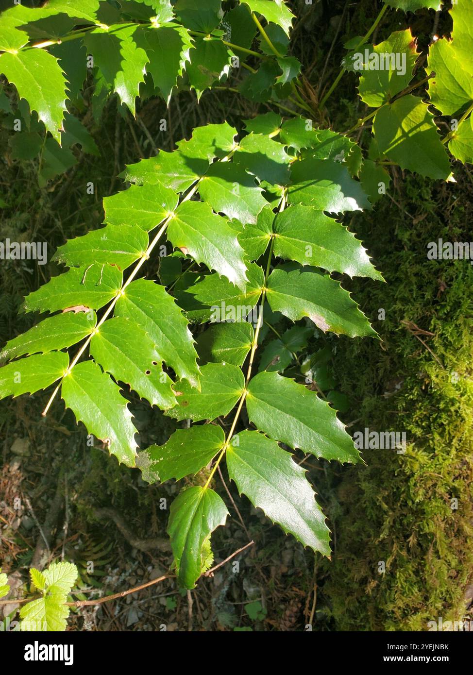 Cascade Oregon-grape (Berberis nervosa Stock Photo - Alamy