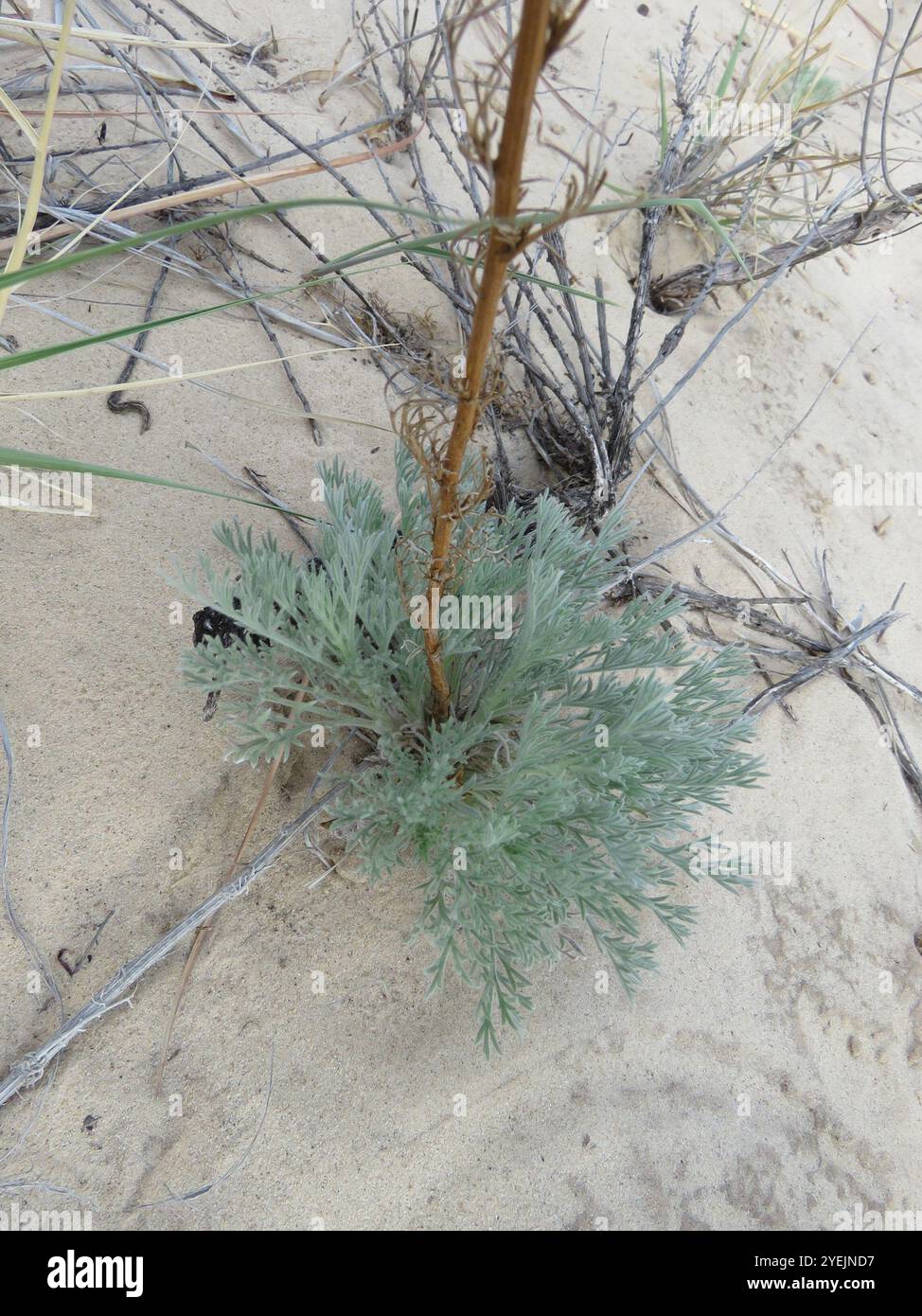 Field Sagewort (Artemisia campestris Stock Photo - Alamy