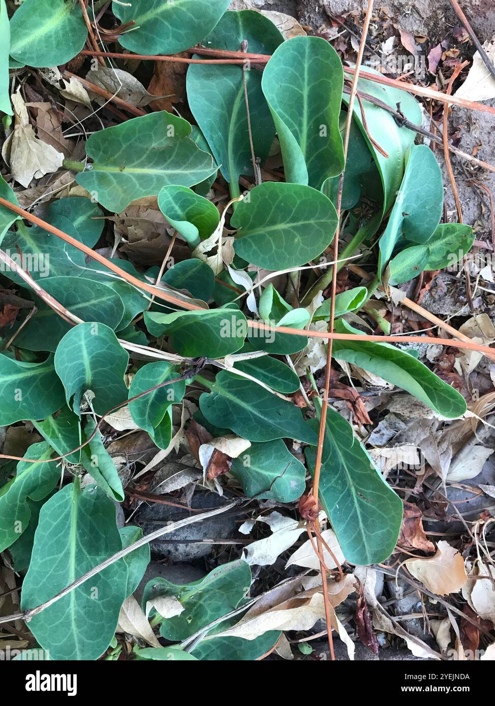Yerba Mansa (Anemopsis californica Stock Photo - Alamy