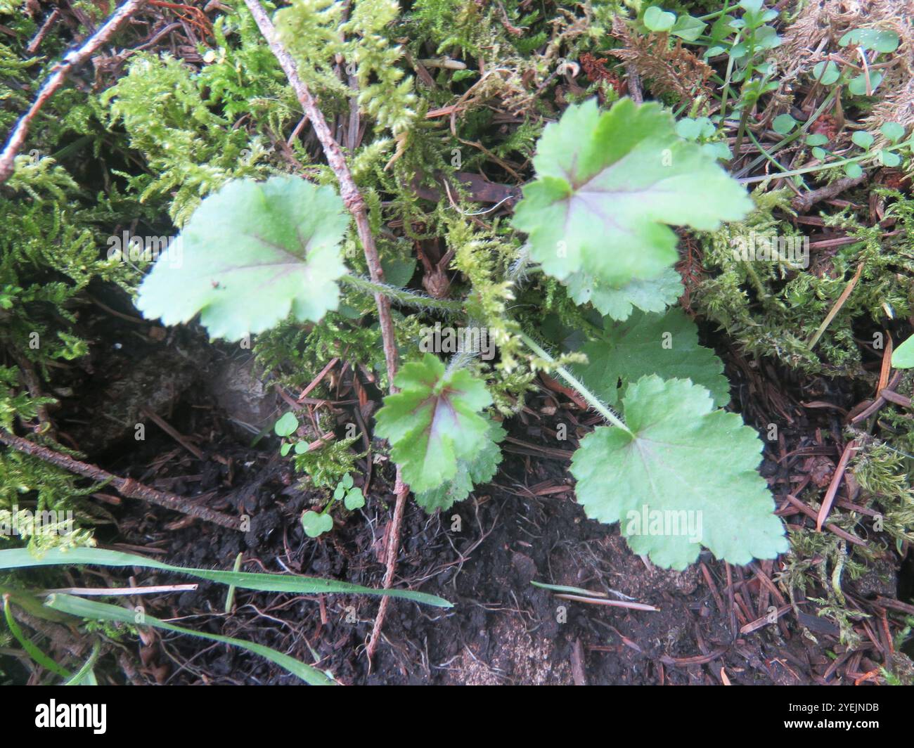 crevice alumroot (Heuchera micrantha Stock Photo - Alamy