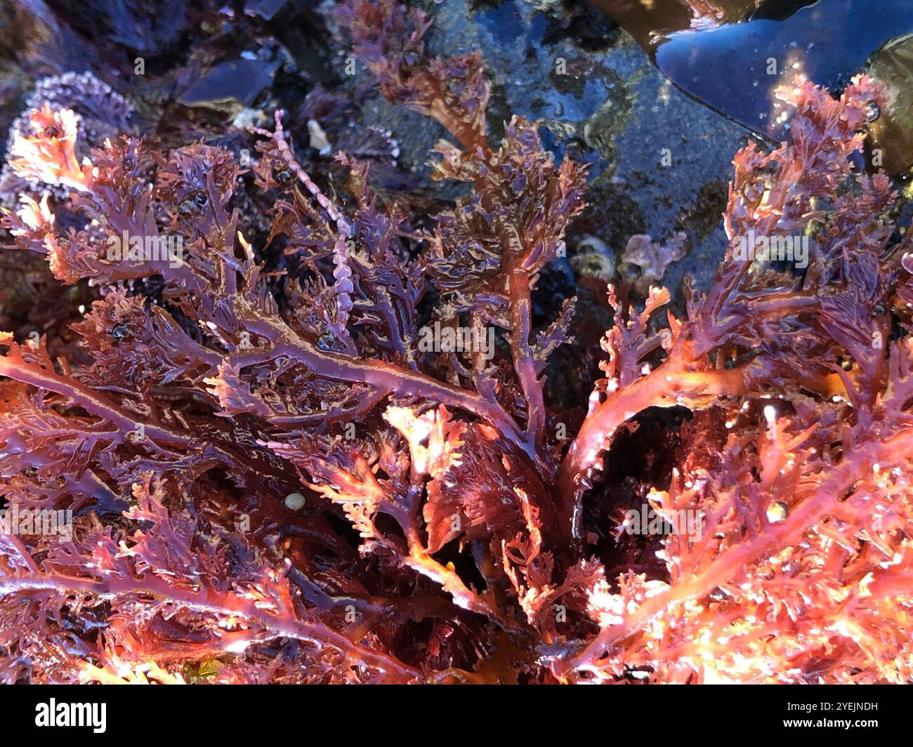 Sea Comb (Plocamium cartilagineum Stock Photo - Alamy