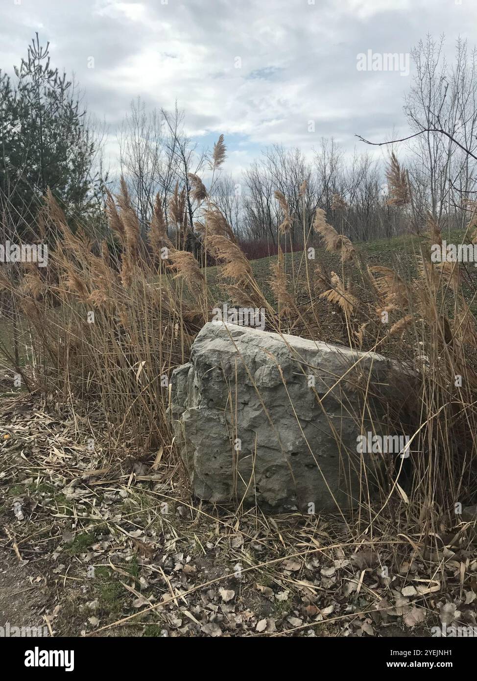 European reed (Phragmites australis australis Stock Photo - Alamy