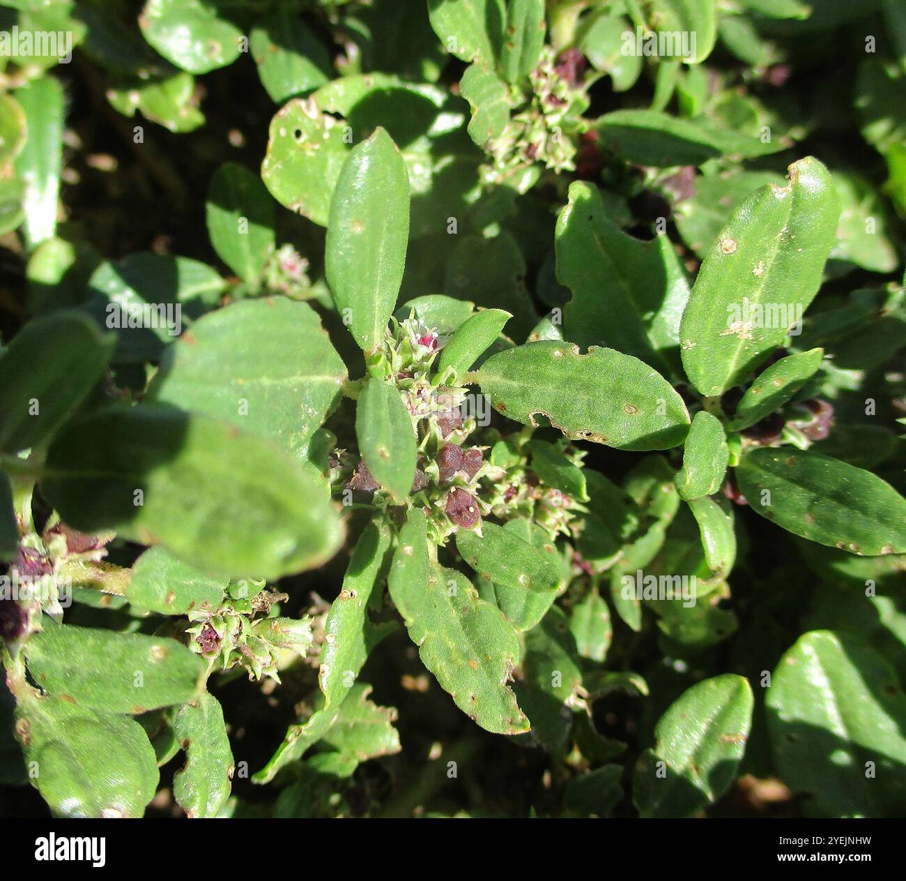 African Purslane (Zaleya pentandra Stock Photo - Alamy
