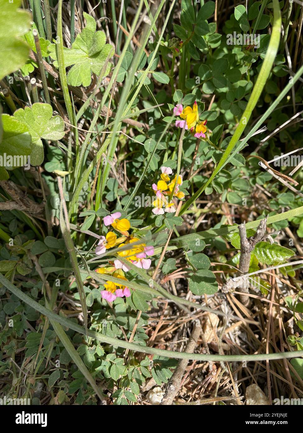 witch's-teeth (Hosackia gracilis Stock Photo - Alamy