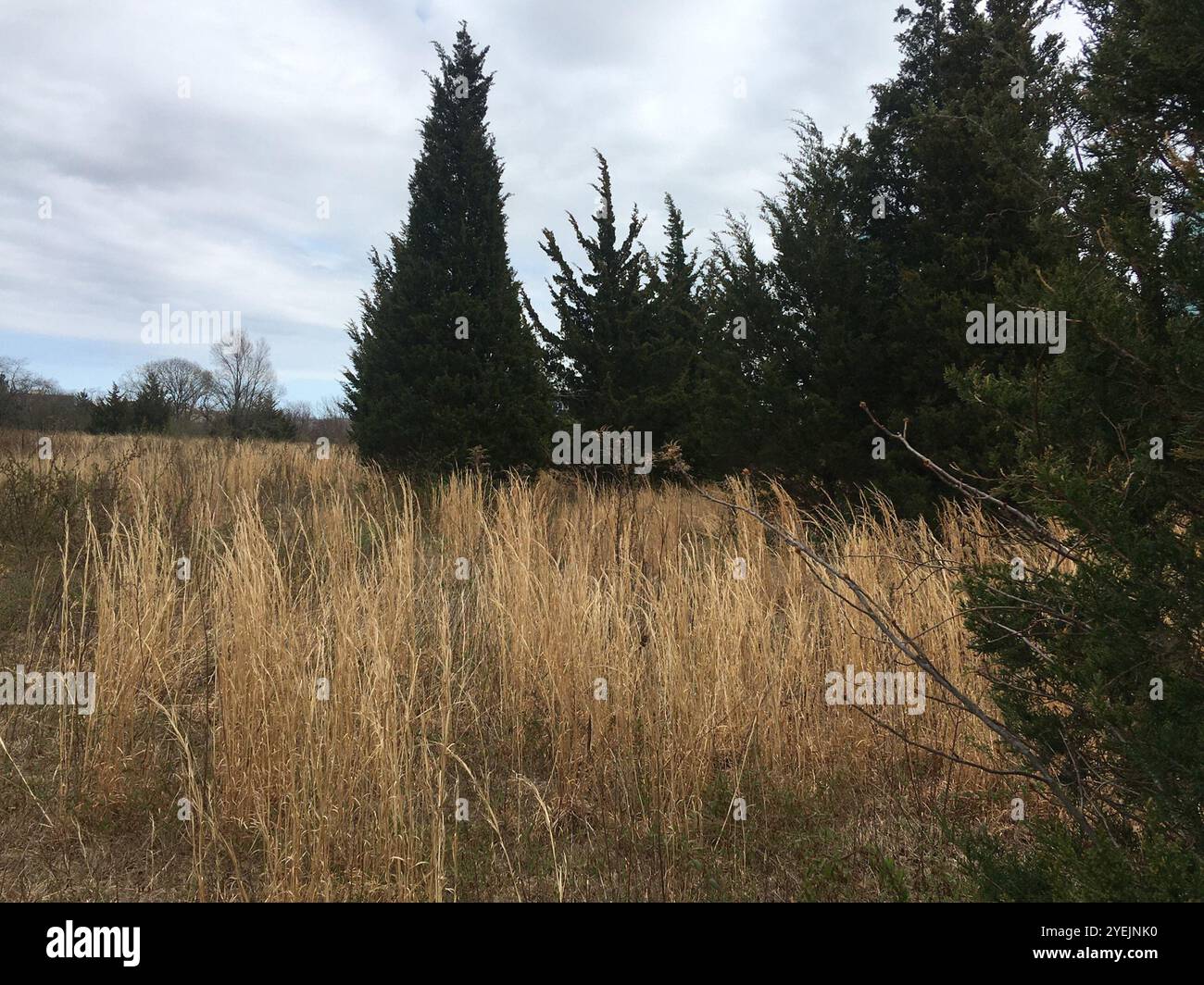 broomsedge bluestem (Andropogon virginicus Stock Photo - Alamy