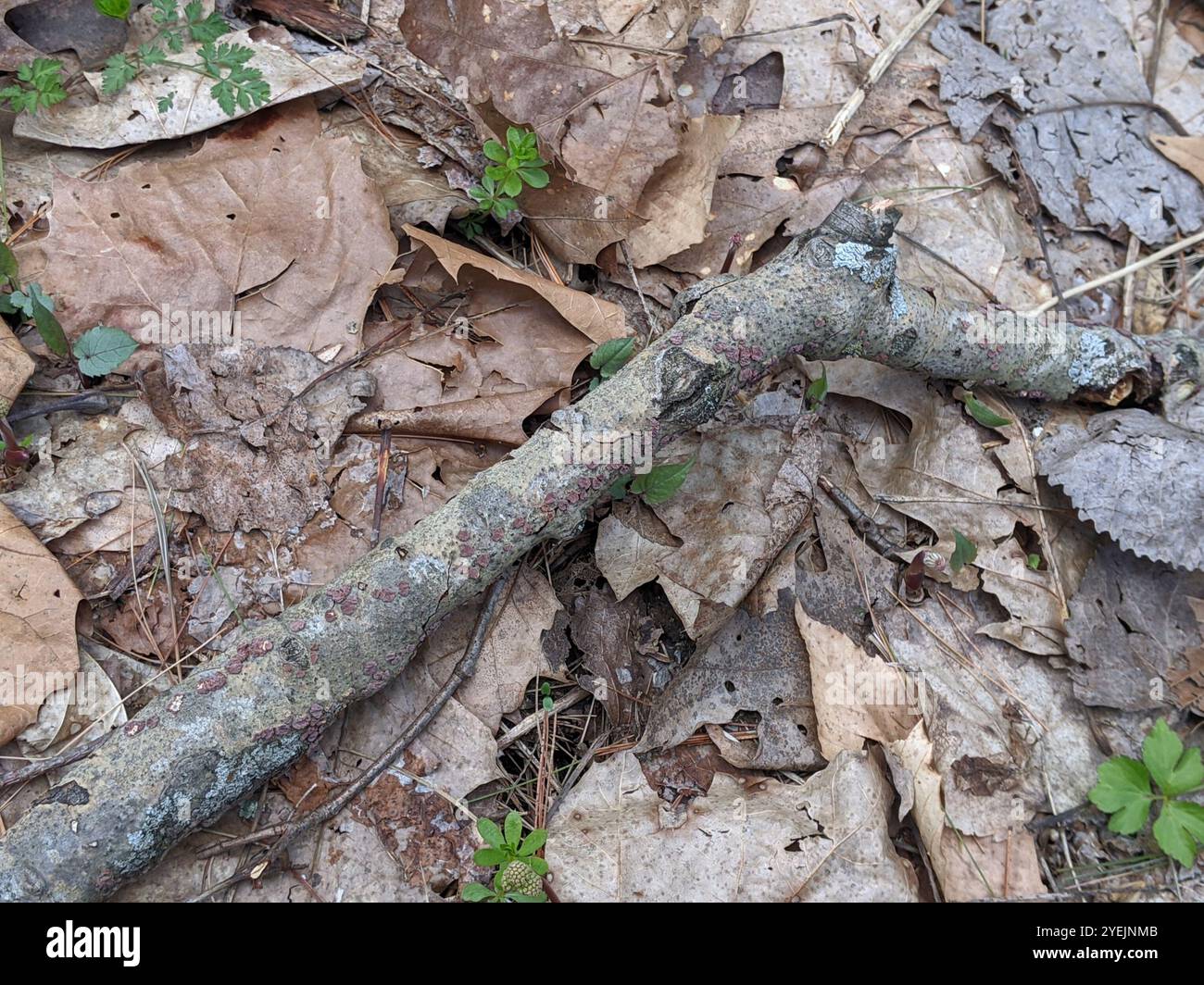 Peniophora rufa hi-res stock photography and images - Alamy