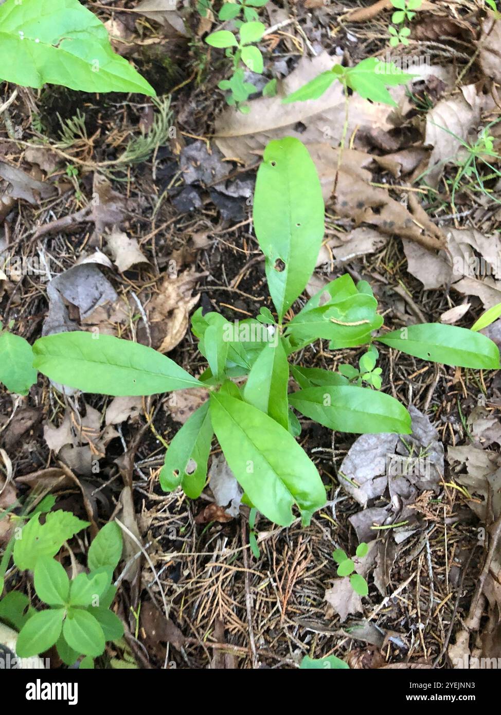 Buckthorn Bully (Sideroxylon lycioides Stock Photo - Alamy