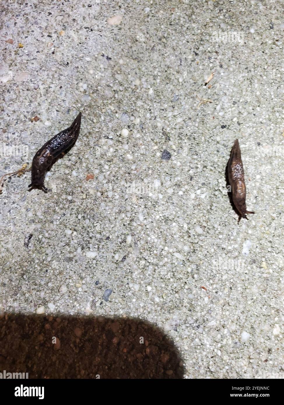 Leopard Slug (Limax maximus Stock Photo - Alamy