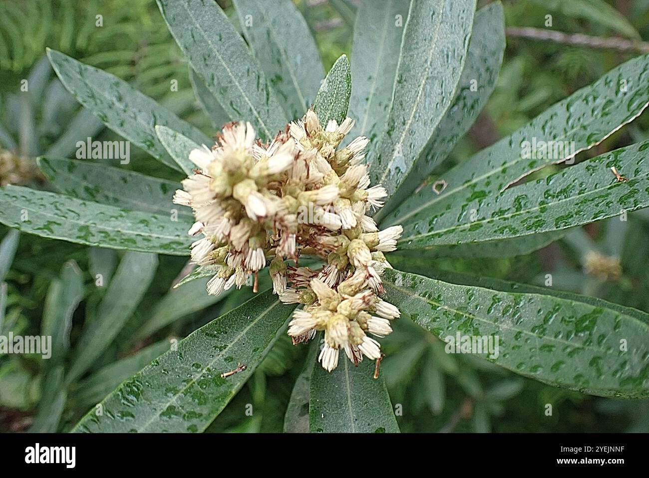 Water White-Alder (Brachylaena neriifolia Stock Photo - Alamy