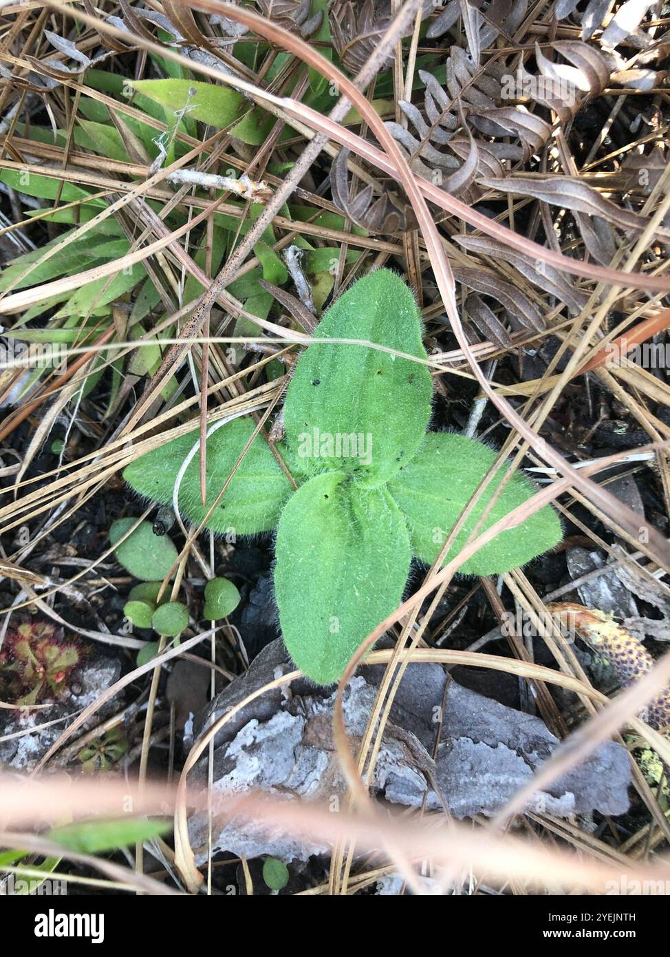 Helianthus heterophyllus hi-res stock photography and images - Alamy