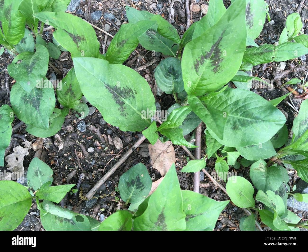 American jumpseed (Persicaria virginiana Stock Photo - Alamy