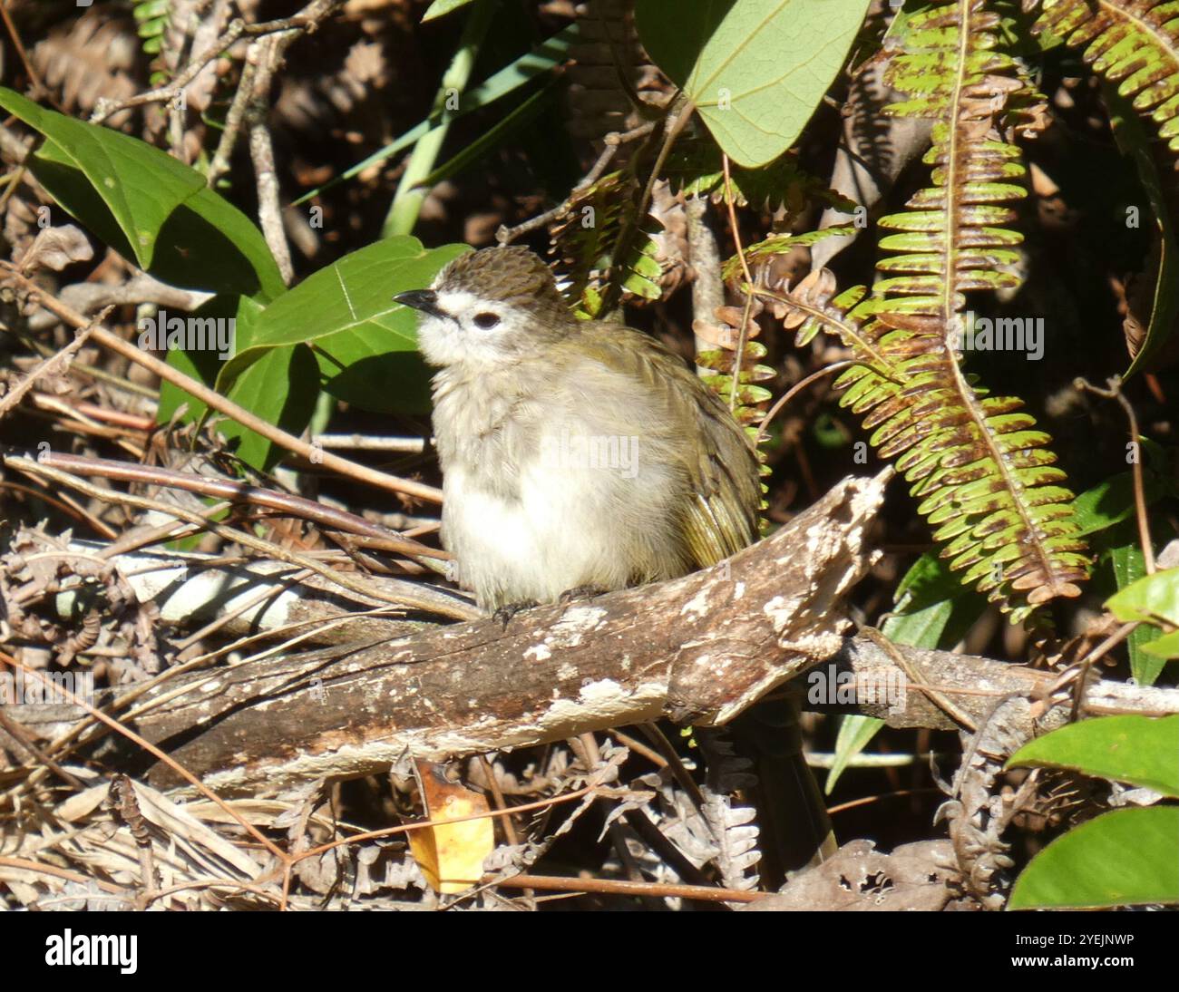 Pale-faced Bulbul (Pycnonotus leucops Stock Photo - Alamy