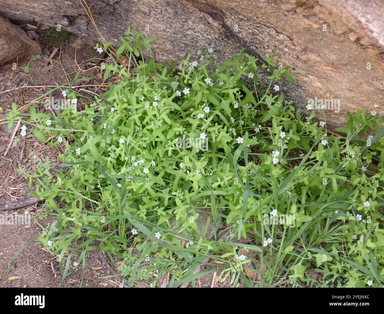 white fiesta flower (Pholistoma membranaceum Stock Photo - Alamy