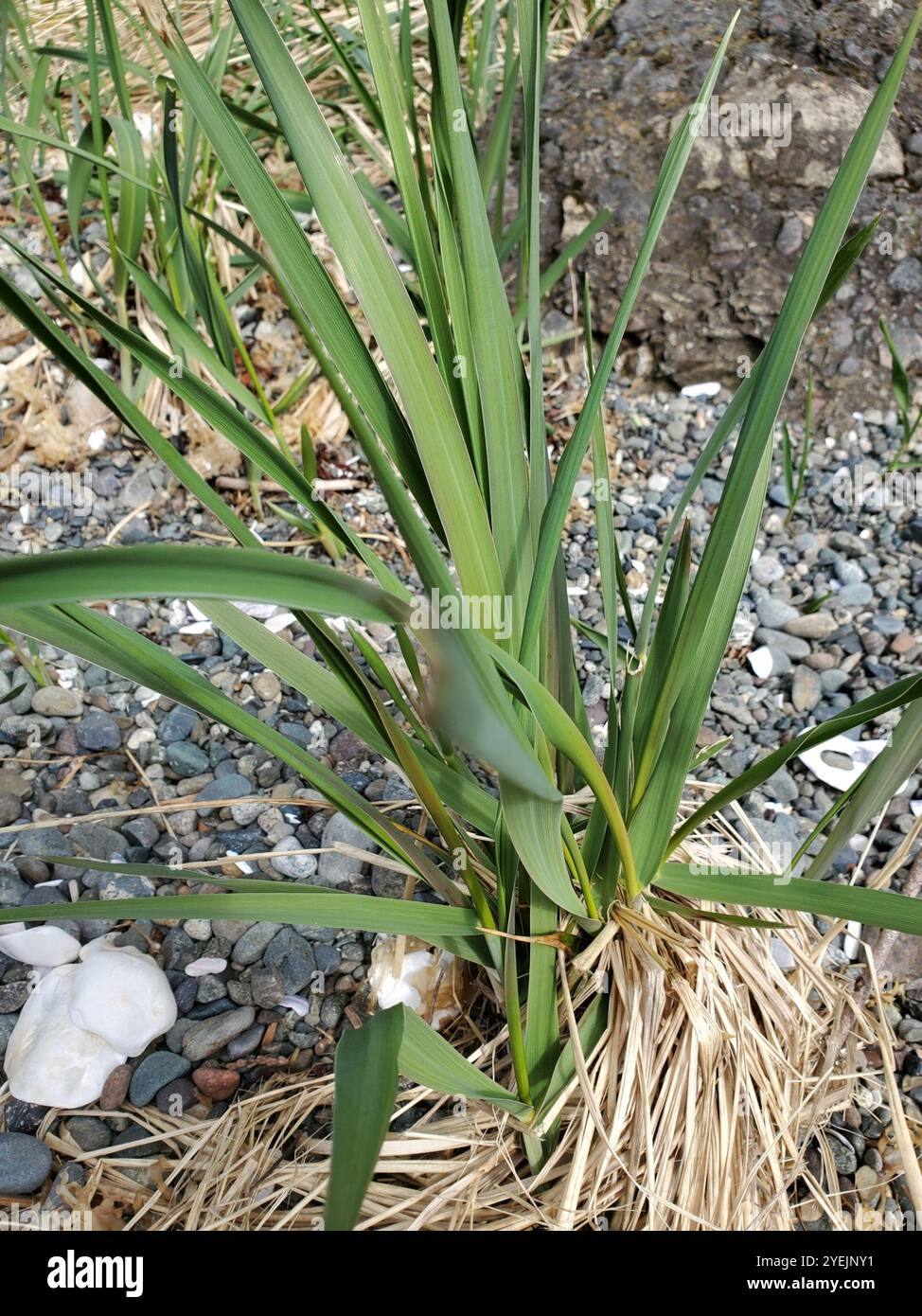 American dune grass (Leymus mollis Stock Photo - Alamy